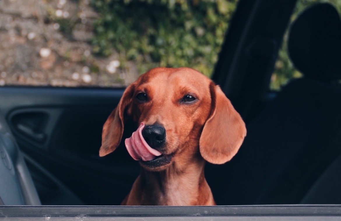 9 Dog Photography Tips to Make Your Pup Stand Out From the Pack