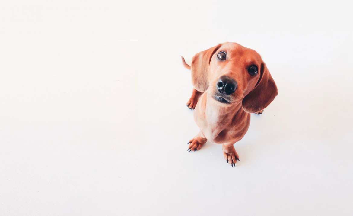 9 Dog Photography Tips to Make Your Pup Stand Out From the Pack
