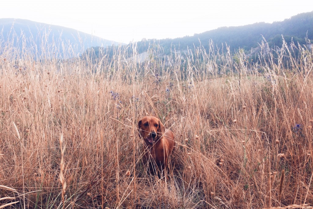 9 Dog Photography Tips to Make Your Pup Stand Out From the Pack