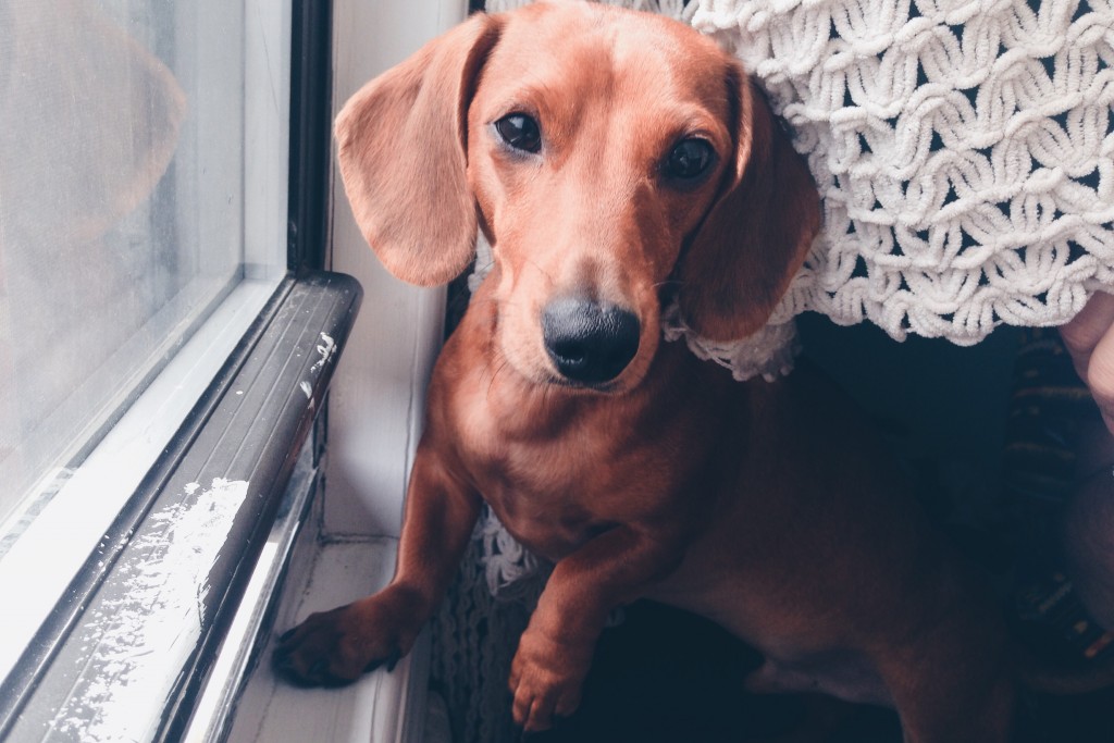 9 Dog Photography Tips to Make Your Pup Stand Out From the Pack