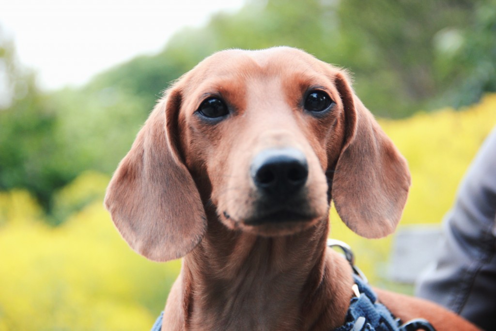 9 Dog Photography Tips to Make Your Pup Stand Out From the Pack