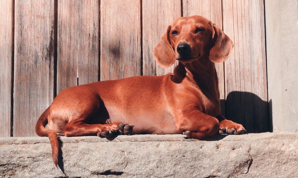 9 Dog Photography Tips to Make Your Pup Stand Out From the Pack