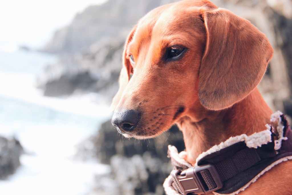 9 Dog Photography Tips to Make Your Pup Stand Out From the Pack