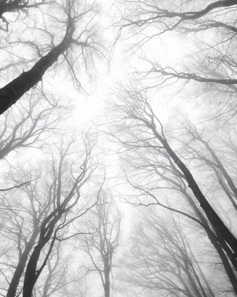 Everything You Need to Know About Fog Photography