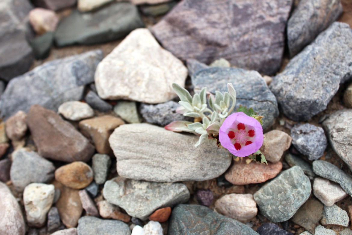 How to Get Started With Flower Macro Photography
