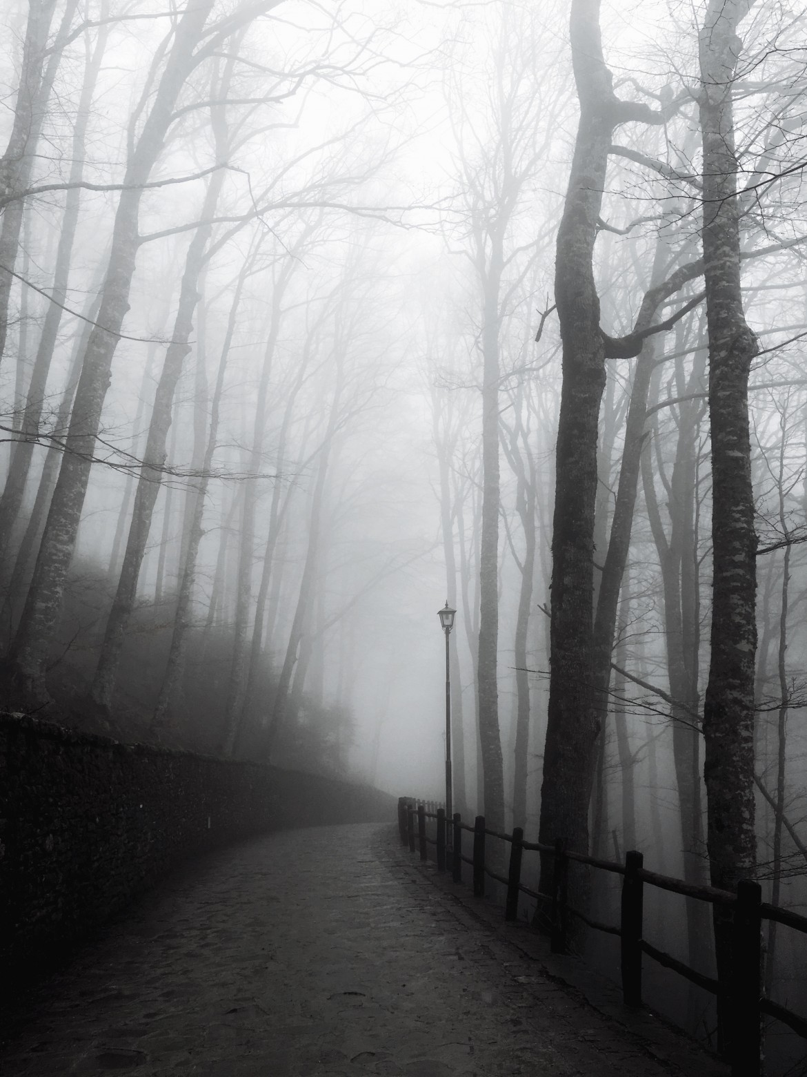 Everything You Need to Know About Fog Photography