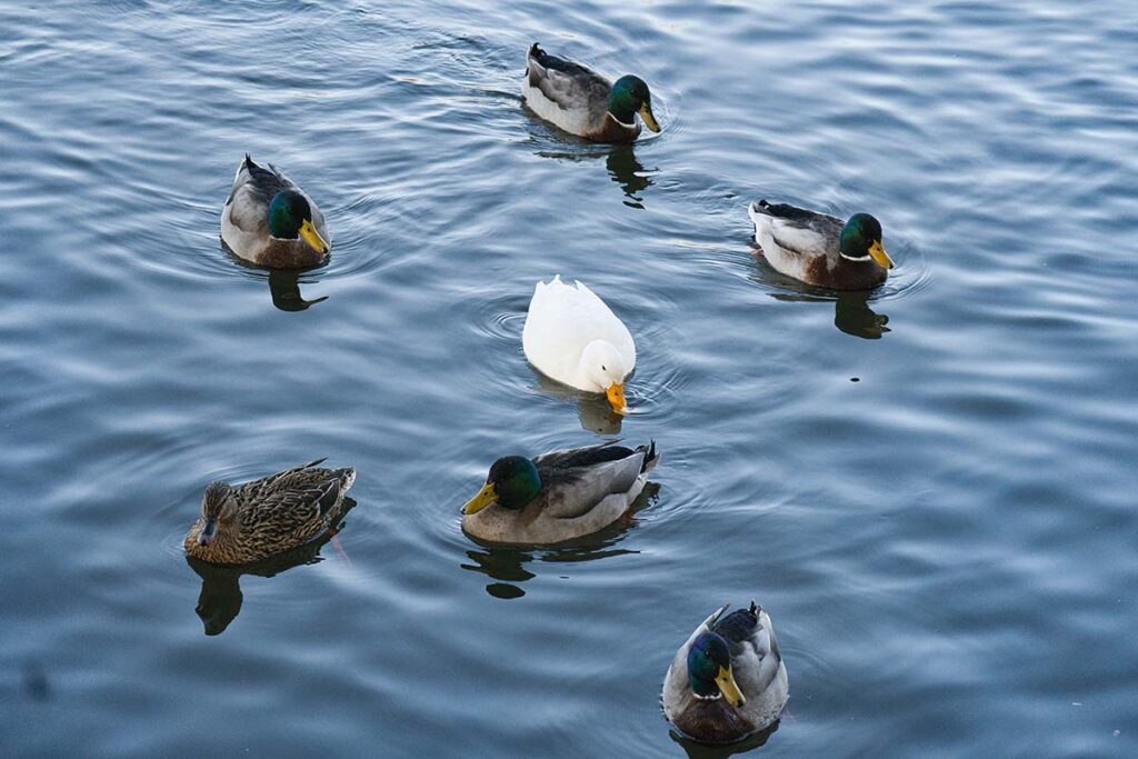 The 10 Nature Photography Tips Every Photographer Needs - Picsart Blog