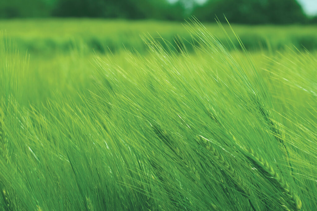 Pastel Green Color: What It Represents & How to Use It - Picsart Blog