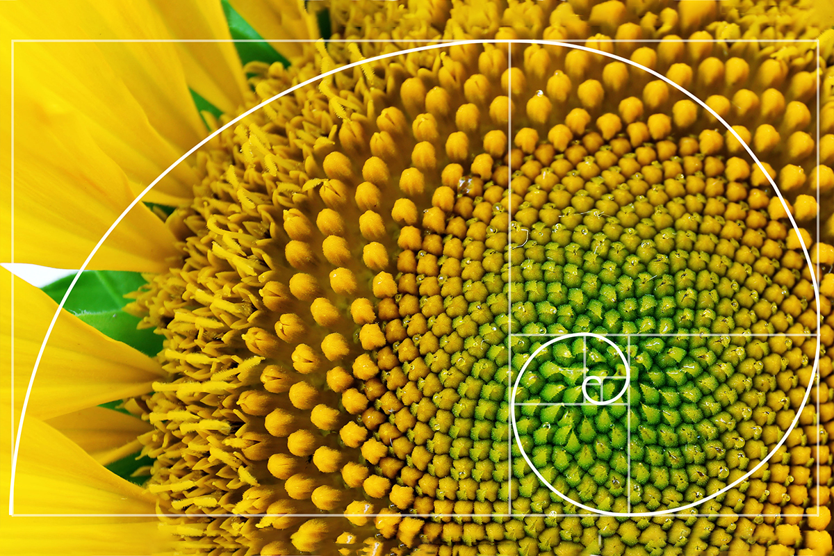 Proporção Áurea: Como e Por Que Deve Ser Usada - Picsart Blog