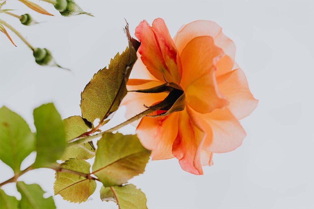 Types of Photography - Picsart Blog