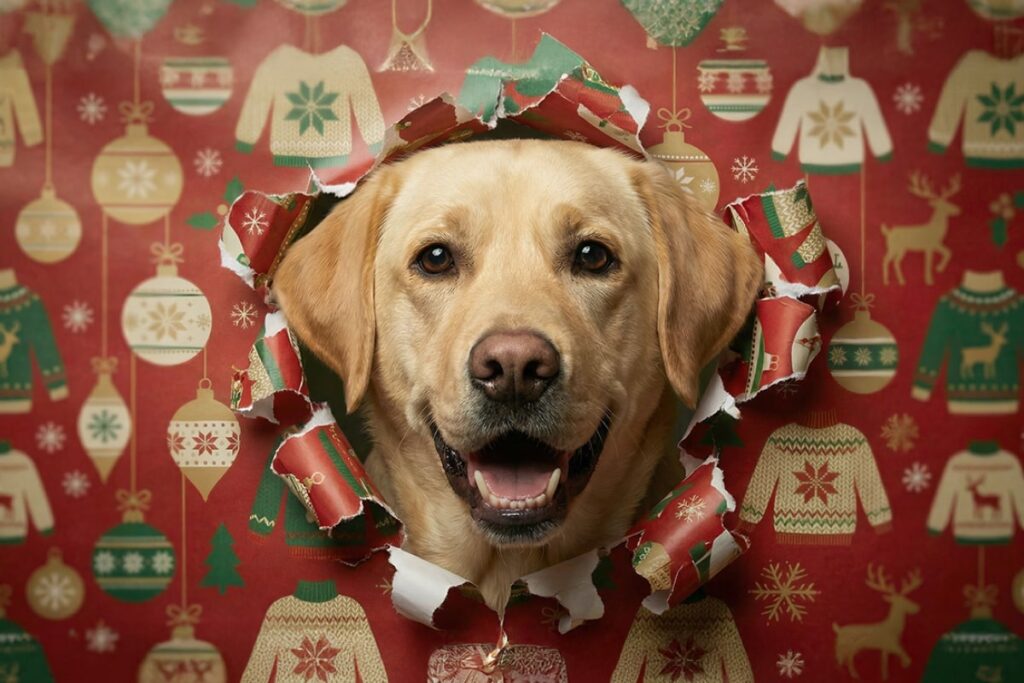 Christmas Photo Editor Guide | Easy Holiday Edits